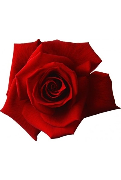 Karadeniz Fidancılık Aşılı Gül Fidanı (Kırmızı) 50x70 cm Karadeniz Fidancılık Aşılı Gül Fidanı (Kırmızı) 50x70 cm