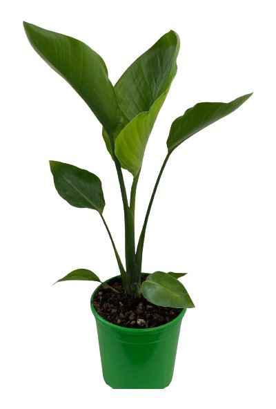 Fidanova Sterliçya Nikolai Cinsi 60-80CM Fidanova Sterliçya Nikolai Cinsi 60-80CM