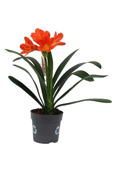Akdoğa Clivia Miniata - Natal Zambak - Çalı Zambak - Kaffir Zambak İthal İç Mekan Salon Çiçeği Canlı Dekor