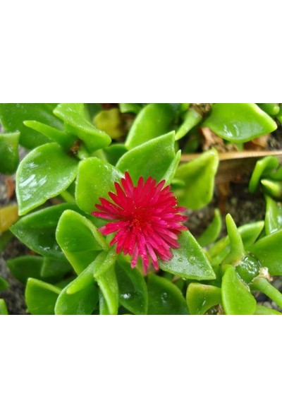 Lala Ahmet Botanik 20 Adet Aptenia Cordifolia, Buz Çiçeği, Öğle Çiçeği Lala Ahmet Botanik 20 Adet Aptenia Cordifolia, Buz Çiçeği, Öğle Çiçeği