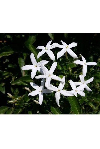 Lala Ahmet Botanik Limon Yasemin Fidanı, Limon Kokulu, Jasminum Azoricum Lemon Tüplü, 40-60 Cm. Her Mevsim Dikilebilir Lala Ahmet Botanik Limon Yasemin Fidanı, Limon Kokulu, Jasminum Azoricum Lemon Tüplü, 40-60 Cm. Her Mevsim Dikilebilir