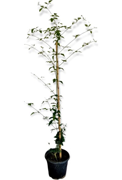 FidanAvm Beyaz Çiçekli Yasemin 80-100 Cm Büyük Boy Saksıda FidanAvm Beyaz Çiçekli Yasemin 80-100 Cm Büyük Boy Saksıda