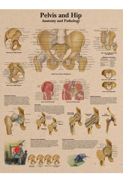 Pelvis & Hip Anatomisi Kraft Duvar Posteri 35 x 50 cm Özel Kutu Yapıştırıcılı Pelvis & Hip Anatomisi Kraft Duvar Posteri 35 x 50 cm Özel Kutu Yapıştırıcılı