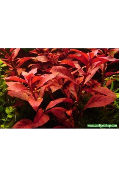 Canlı Petshop Gül Kırmızı 5 Kök