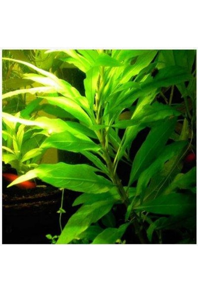 Canlı Petshop Hygrophila Siamensis Tütün 1 Saksı 5 Kök