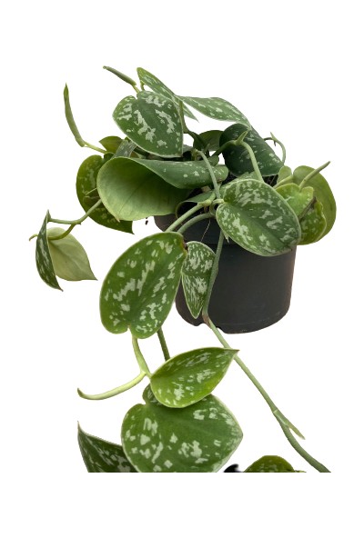 Fidanova Satin Scindapsus Pothos Bitkisi Fidanova Satin Scindapsus Pothos Bitkisi