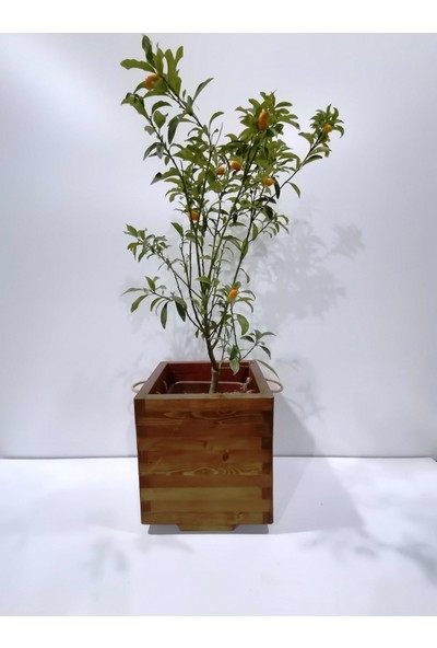 İnci Mobilya Ahşap Saksı (Bitki Hariç)