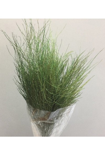 Kozalılar Asparagus Virgatus 1 Demet - Yeşil