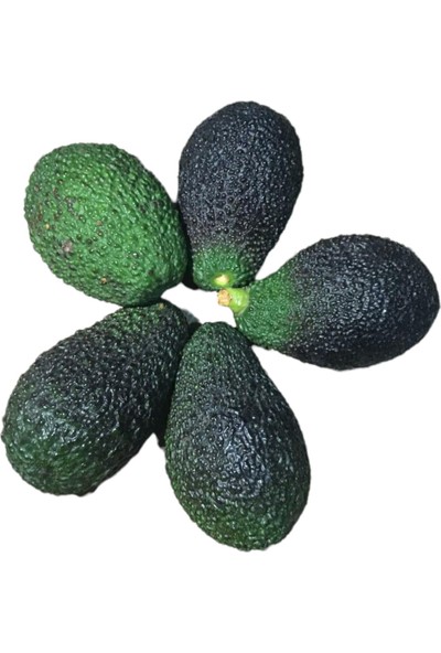 Alanya Özlem Avoakdo Has Cinsi Alanya Yerli Yeni Mahsül