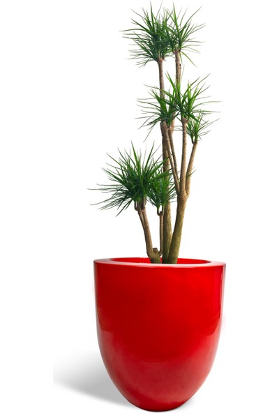 Black C Marine Egg Iç ve Dış Mekan Fiber Saksı