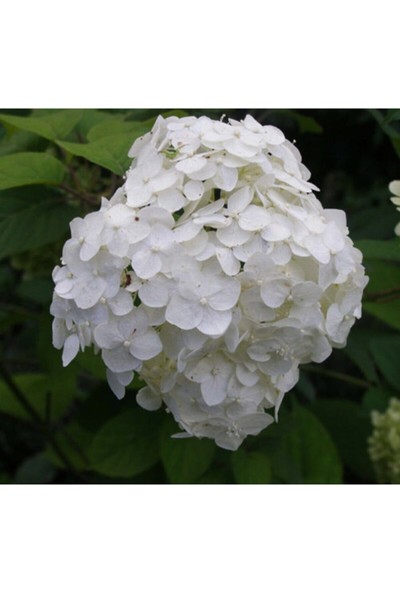 Olimpos Tarım 5 Adet Beyaz Ortanca Çiçeği Fıdanı Saksılı