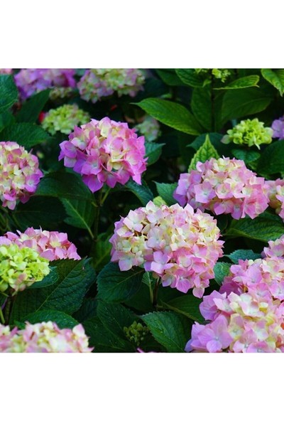 Olimpos Tarım 1 Adet Saksıda Eflatun Ortanca Fidanı Olimpos Tarım 1 Adet Saksıda Eflatun Ortanca Fidanı