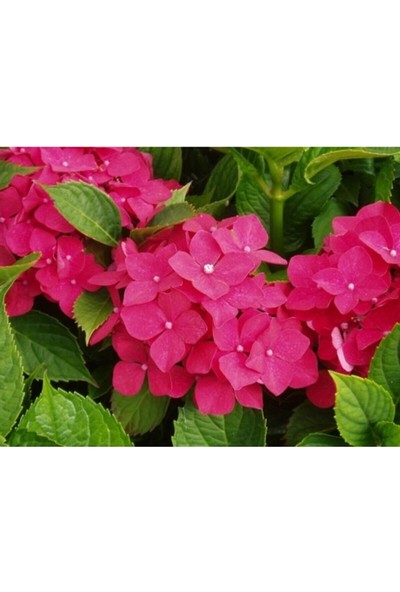 Olimpos Tarım 4 Adet Kırmızı Ortanca Çiçeği Fidanı 20-30CM Saksılı Olimpos Tarım 4 Adet Kırmızı Ortanca Çiçeği Fidanı 20-30CM Saksılı