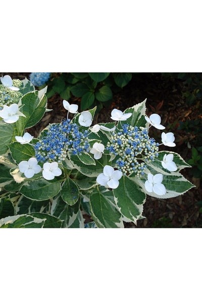 Olimpos Tarım 2 Adet Hydrangea Macrophylla Variegata Alaca Yapraklı Ortanca, Saksıda