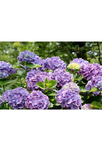 Olimpos Tarım 5 Adet Mor Ortanca Fidanı Saksılı 20-30CM Olimpos Tarım 5 Adet Mor Ortanca Fidanı Saksılı 20-30CM