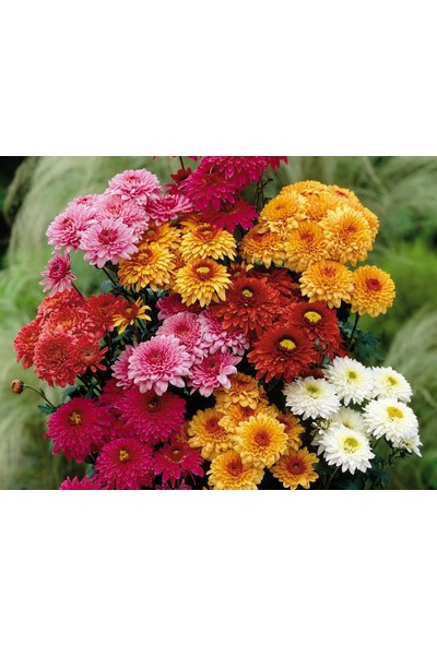 Olimpos Tarım 2 Adet Kasımpatı Fidanı Saksıda 30CM Beyaz Olimpos Tarım 2 Adet Kasımpatı Fidanı Saksıda 30CM Beyaz