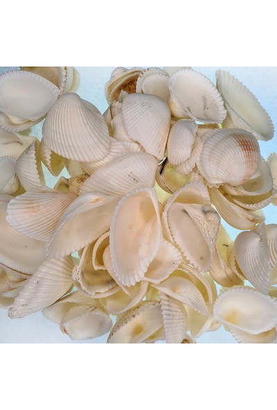 Evinizdeki Okyanus Esintisi Turkuaz Hediyelik Gerçek Deniz Kabuğu 100 gr Paket Arca Arca Evinizdeki Okyanus Esintisi Turkuaz Hediyelik Gerçek Deniz Kabuğu 100 gr Paket Arca Arca