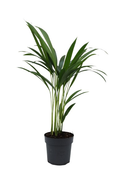 Akdoğa Mini Areka Palmiyesi- Areca Dypsis Lutescens Palm- Kelebek Palmiyesi- Salon Palmiyesi 45-50CM Ithal Akdoğa Mini Areka Palmiyesi- Areca Dypsis Lutescens Palm- Kelebek Palmiyesi- Salon Palmiyesi 45-50CM Ithal