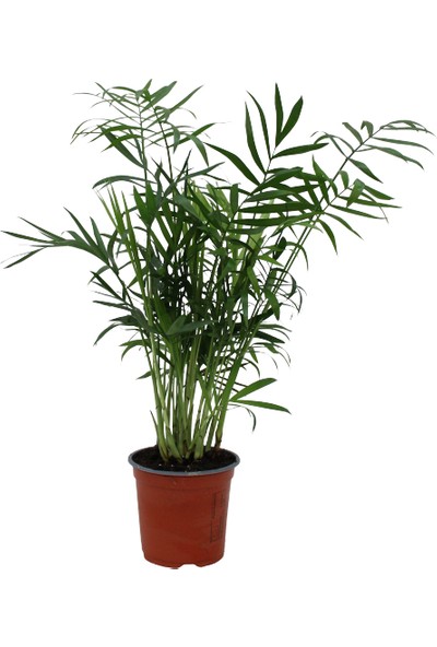 Akdoğa Ithal Mini Chamaedorea Elegans Dağ Palmiyesi Şamadora Salon Palmiyesi Areka Palmiyesi 40-45CM