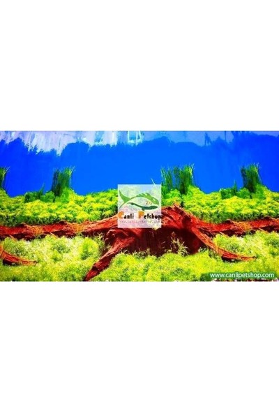 Canlipetshop Arka Fon Manzara-4 50 cm Uzunluk Yükseklik 50 cm - Nature 9008 Canlipetshop Arka Fon Manzara-4 50 cm Uzunluk Yükseklik 50 cm - Nature 9008