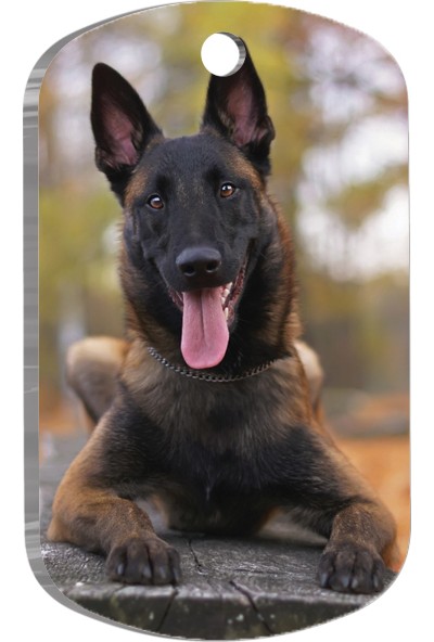 See Me Belçika Malinois Köpek Künyesi