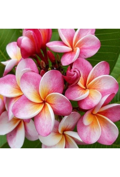Saksıda Amerikan Fulu (Plumeria Alba) Ağacı Fidanı