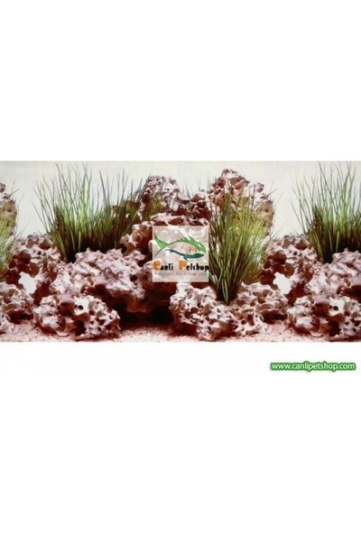 Canlı Petshop Arka Fon (Saklambaç) 50 cm Uzunluk Yükseklik 45 cm 8965