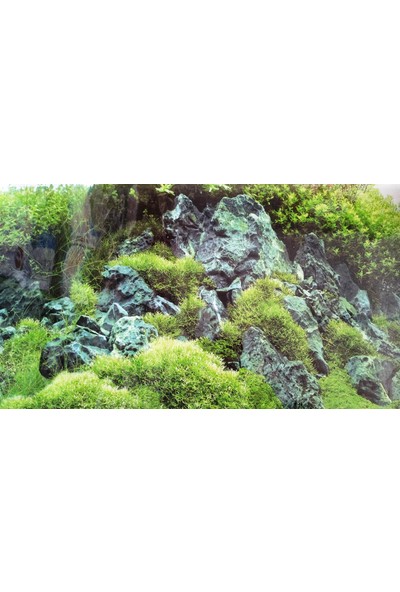 Canlı Petshop Arka Fon (Manzara-6) 50 cm Uzunluk Yükseklik 40 cm 9086