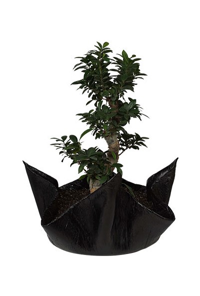 Eng Decoration Dona Siyah Saksı