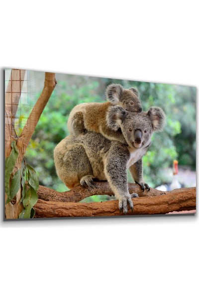 Decobulvar DCHCA4936 - Cam Baskı Tablo / Koala
