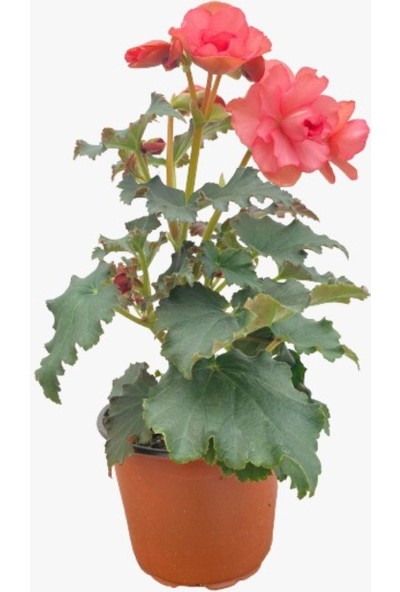 Fidanova Begonya Pembe 20-30 cm Fidanova Begonya Pembe 20-30 cm