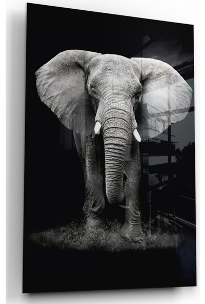 SCS Fil Dekoratif Cam Tablo, Duvar Dekorasyon