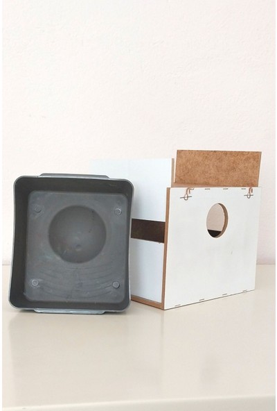 Green Pet Muhabbet Kuşu Yavruluğu