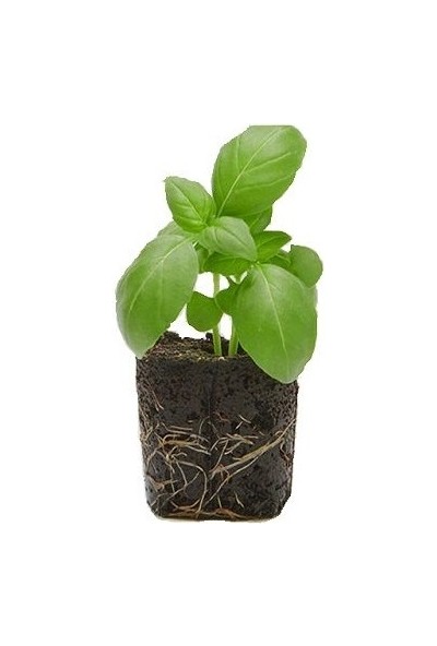 Fidanistanbul Fesleğen Fidesi Yeşil Reyhan 10 Adet