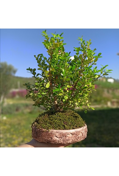 Ayaklı Dekoratif Saksı Içinde Şimşir Bonsai