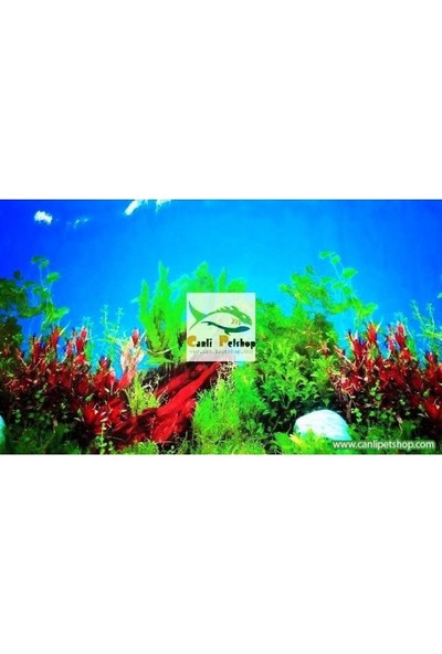 Canlipetshop Arka Fon (Manzara-3) 50 cm Uzunluk Yükseklik 40 cm No 9021 Canlipetshop Arka Fon (Manzara-3) 50 cm Uzunluk Yükseklik 40 cm No 9021