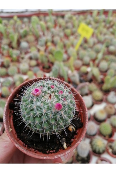Ünal Kaktüs Mammillaria Hahniana