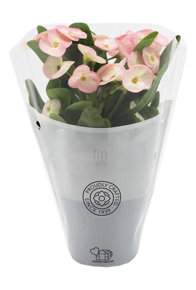 Fintarla Pink Ithal Euphorbia Milii Pembe Dikenler Tacı Özel Tür Fintarla Pink Ithal Euphorbia Milii Pembe Dikenler Tacı Özel Tür