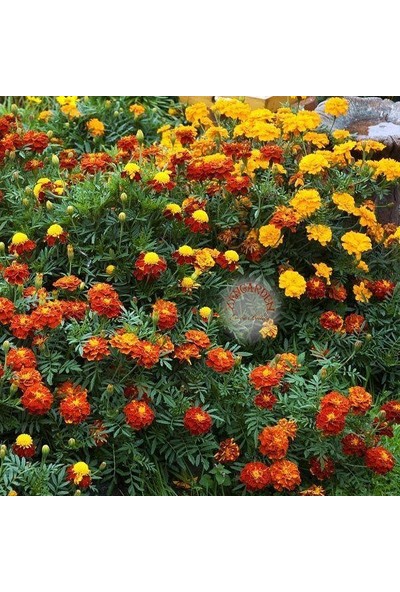 Saksılı Kadife Çiçeği Fidanı Fidesi 10-20 cm Marigold Seedlings