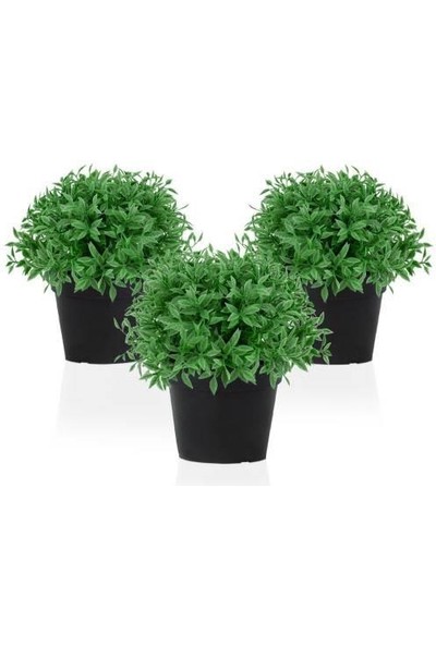 Biorganix Saksılı Yoğun Kokulu Fesleğen Fidanı 3 Adet 10-20 cm Basil Flower Biorganix Saksılı Yoğun Kokulu Fesleğen Fidanı 3 Adet 10-20 cm Basil Flower