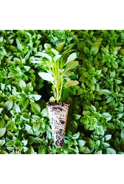 Fidanistanbul Top Fesleğen Fidesi 10 Adet