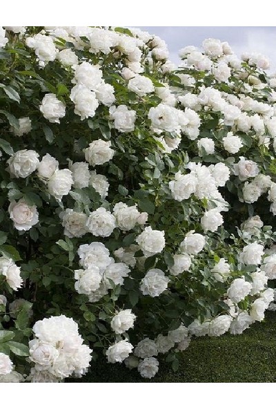 Fidanistanbul Beyaz Sarmaşık Gül Fidanı Rosa Rampicanti White, +120 Cm, Büyük Yaş, Saksıda Fidanistanbul Beyaz Sarmaşık Gül Fidanı Rosa Rampicanti White, +120 Cm, Büyük Yaş, Saksıda