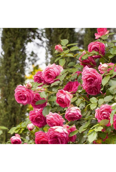 Fidanistanbul Sarmaşık Gül Fidanı Isparta Gülü Rosa Rampicanti, +120 cm Büyük Yaş, Saksıda