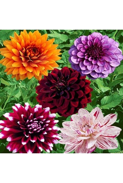 Biorganix Saksılı Yıldız Çiçeği Fidanı 10-20 cm Dahlia Biorganix Saksılı Yıldız Çiçeği Fidanı 10-20 cm Dahlia