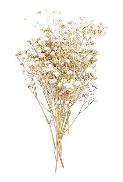 Getshopmini Kurutulmuş Çiçek Cipso Krem