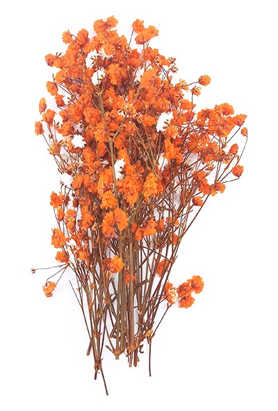 Getshopmini Kurutulmuş Çiçek Cipso Turuncu