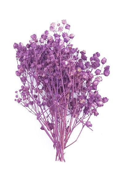Getshopmini Kurutulmuş Çiçek Cipso Mor