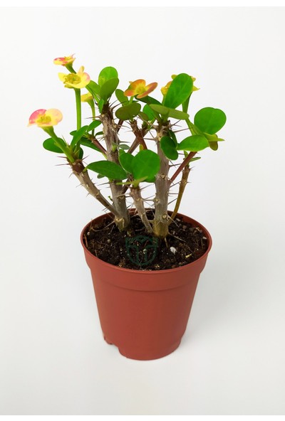 Toptan Kaktüs Nadir Bulunan Ebruli Çiçekli Dikenler Tacı Euphorbia Miili Mini Kaktüs Kral Tacı Dikenli Taç 5.5 cm Saksıda Özel Tür Toptan Kaktüs Nadir Bulunan Ebruli Çiçekli Dikenler Tacı Euphorbia Miili Mini Kaktüs Kral Tacı Dikenli Taç 5.5 cm Saksıda Özel Tür