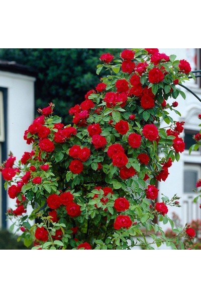 Biorganix Kırmızı Yediveren Sarmaşık Gül Fidanı 20-40 cm Biorganix Kırmızı Yediveren Sarmaşık Gül Fidanı 20-40 cm