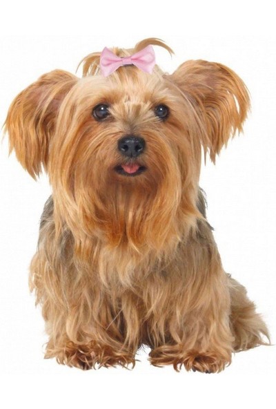 Trixie Köpek Saç Tokası 4 - 5,5cm ( 10 Adet ) Trixie Köpek Saç Tokası 4 - 5,5cm ( 10 Adet )